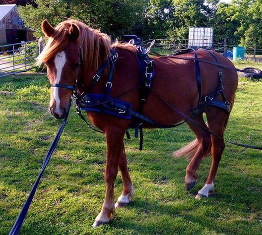 Breaking a Pony To Drive - Introduction – Riding & Harness Stuff