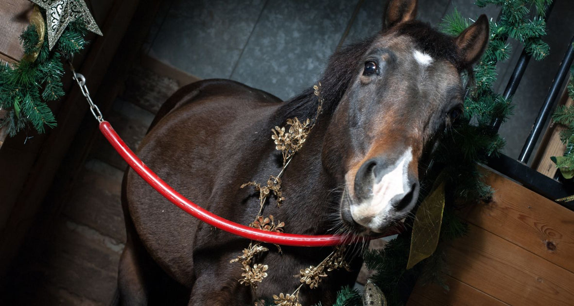 It’s Beginning to Look a Lot Like Christmas: Equestrian Gift Guide 202 ...