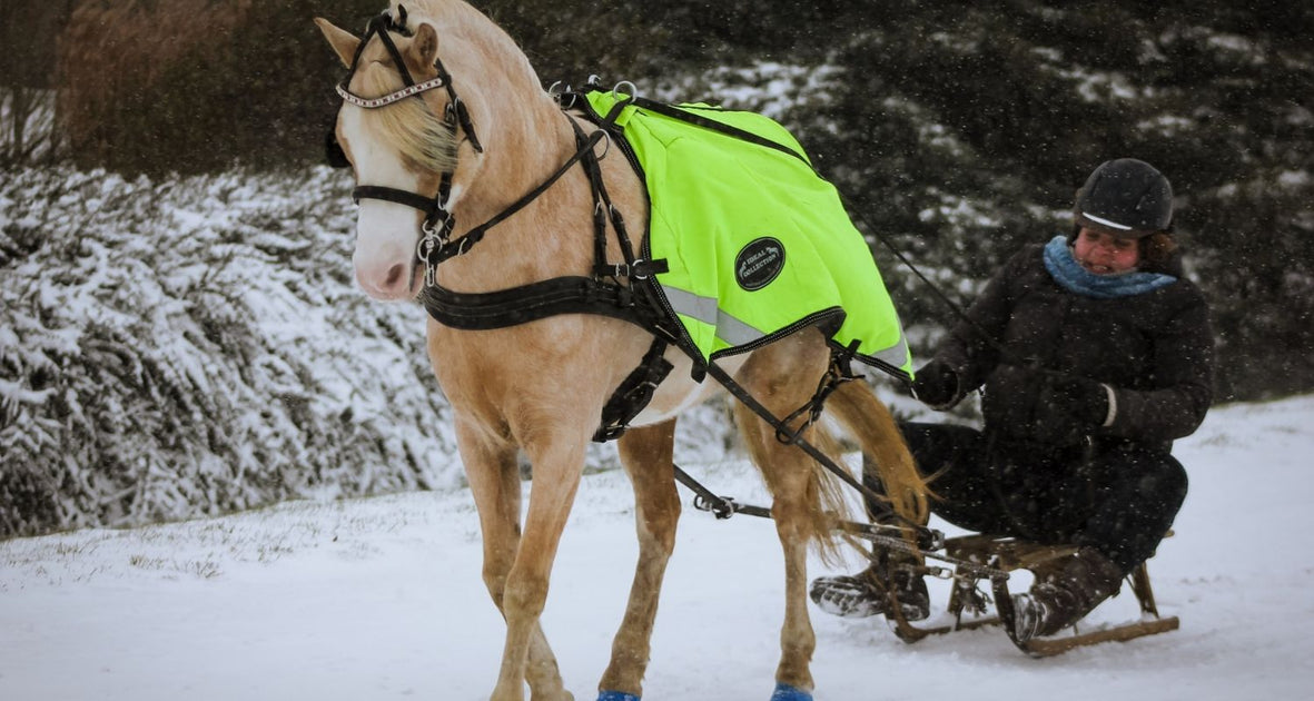 A Guide to Winter Fun with Your Horse – Riding & Harness Stuff