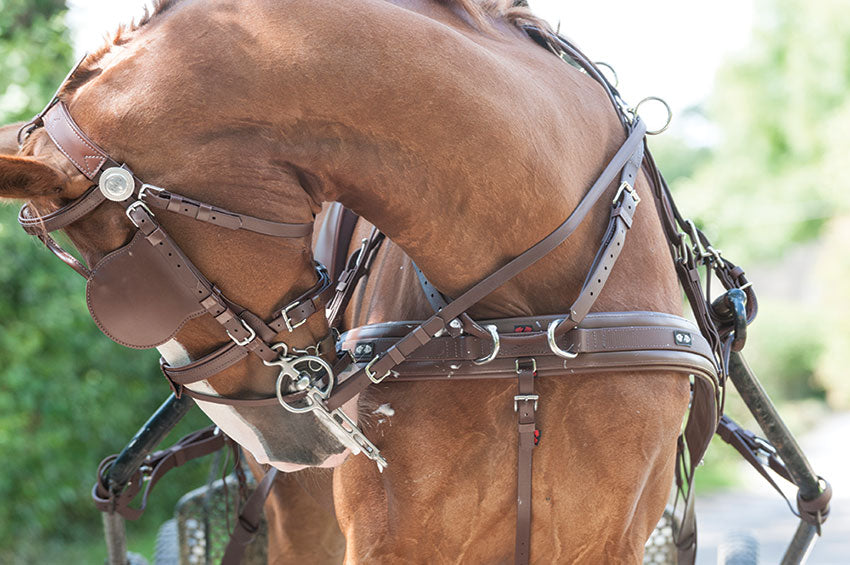 Carriage Driving – Riding & Harness Stuff