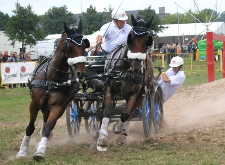 Zilco Carriage Driving Harnesses UK | Harness Stuff – Riding & Harness ...