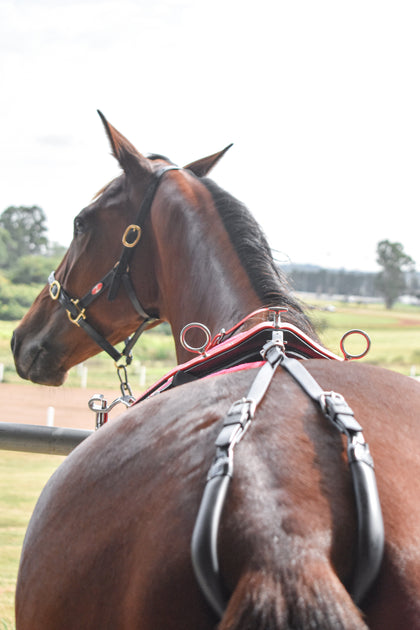 Zilco Harness Racing Cruppers and Docks – Riding & Harness Stuff