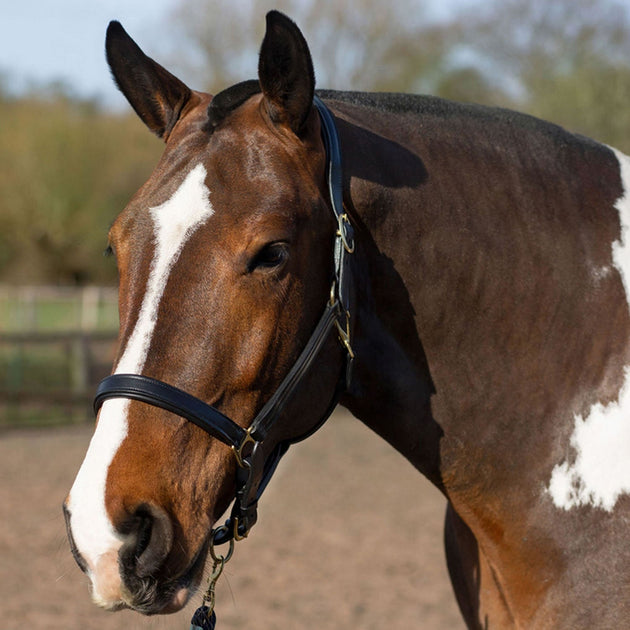 Gallop Premium Padded Leather Headcollar – Riding & Harness Stuff
