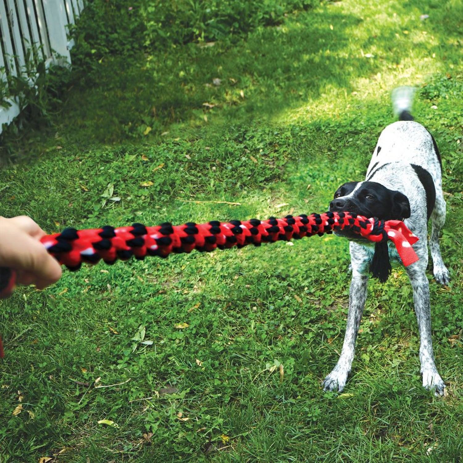 Kong Signature Rope Mega Dual Knot Dog Toy from Kong – Riding & Harness ...
