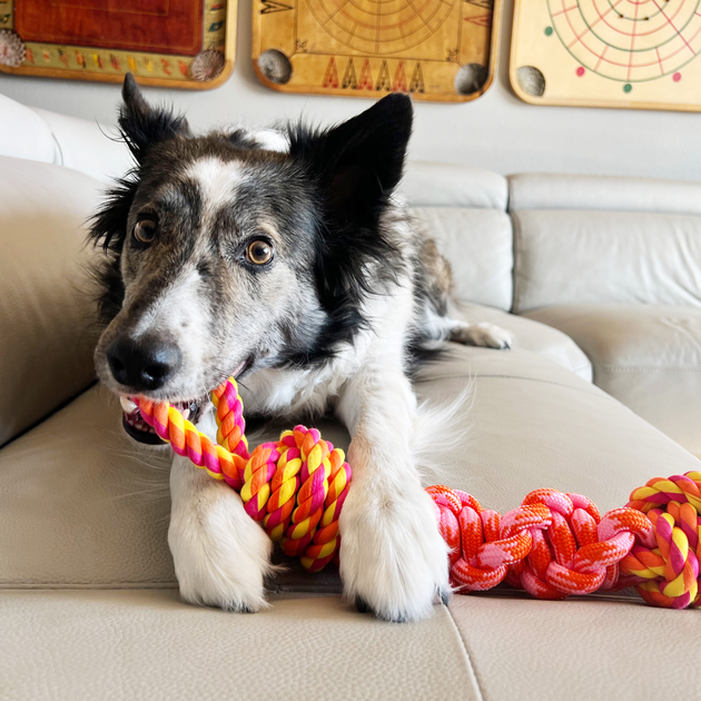 Kong Rope Bunji Dog Toy from Kong – Riding & Harness Stuff