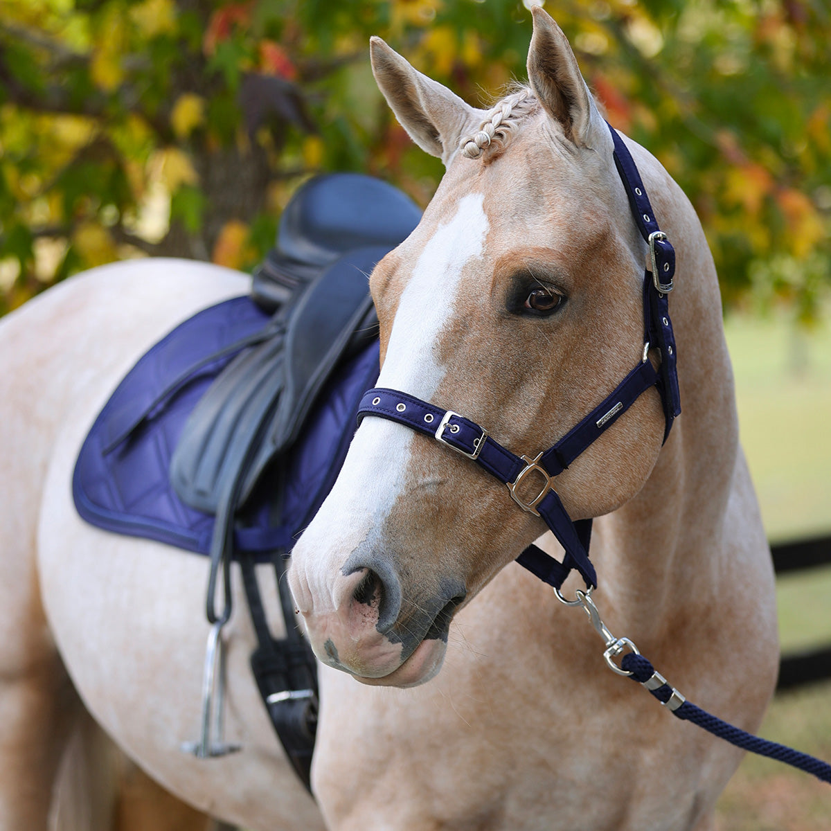 Lami-Cell Aurora Halter – Riding & Harness Stuff