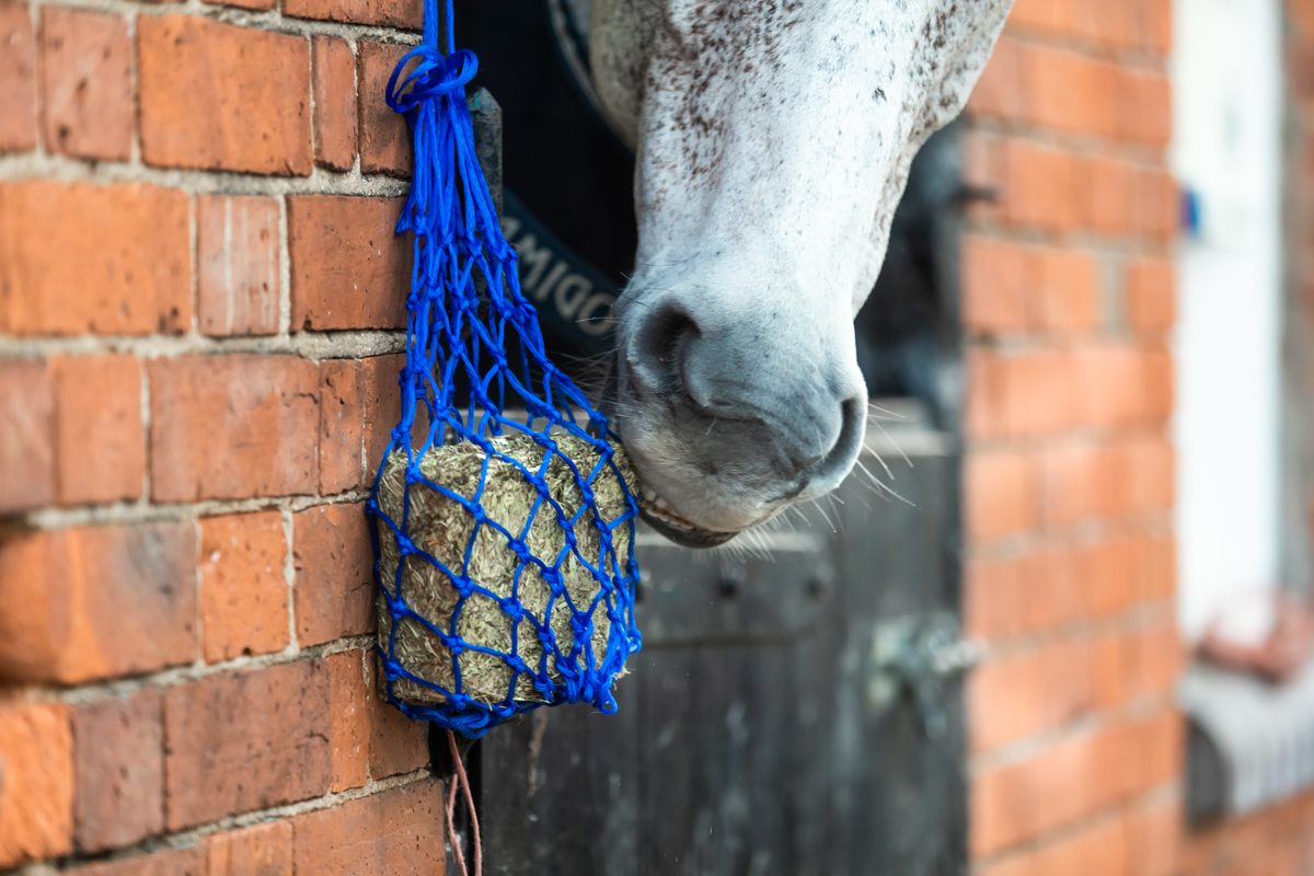 Equilibrium Vitamunch Marvellous Meadow from Equilibrium Products ...