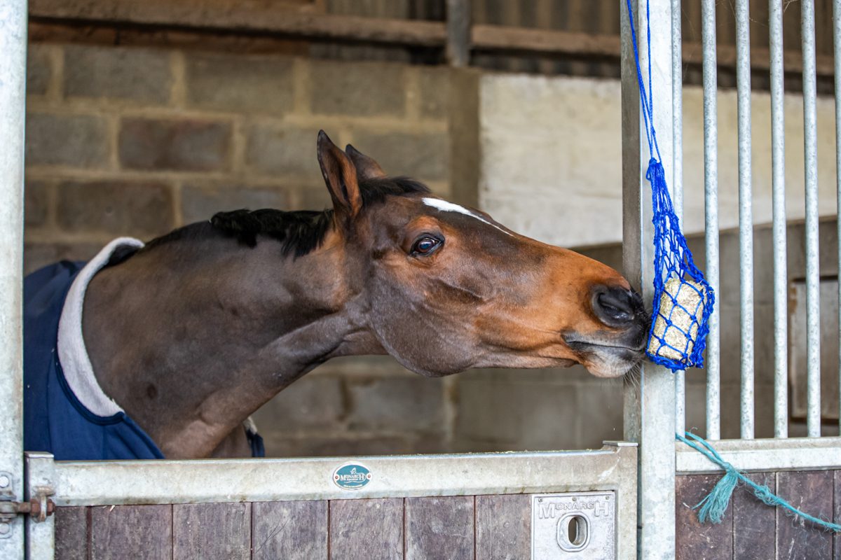 Equilibrium Vitamunch Marvellous Meadow from Equilibrium Products ...