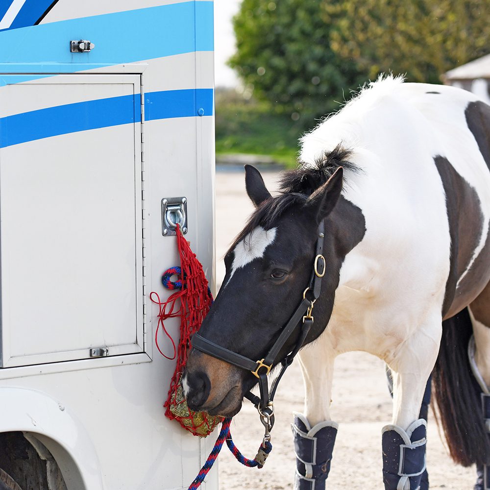 Equilibrium Vitamunch Marvellous Meadow from Equilibrium Products ...