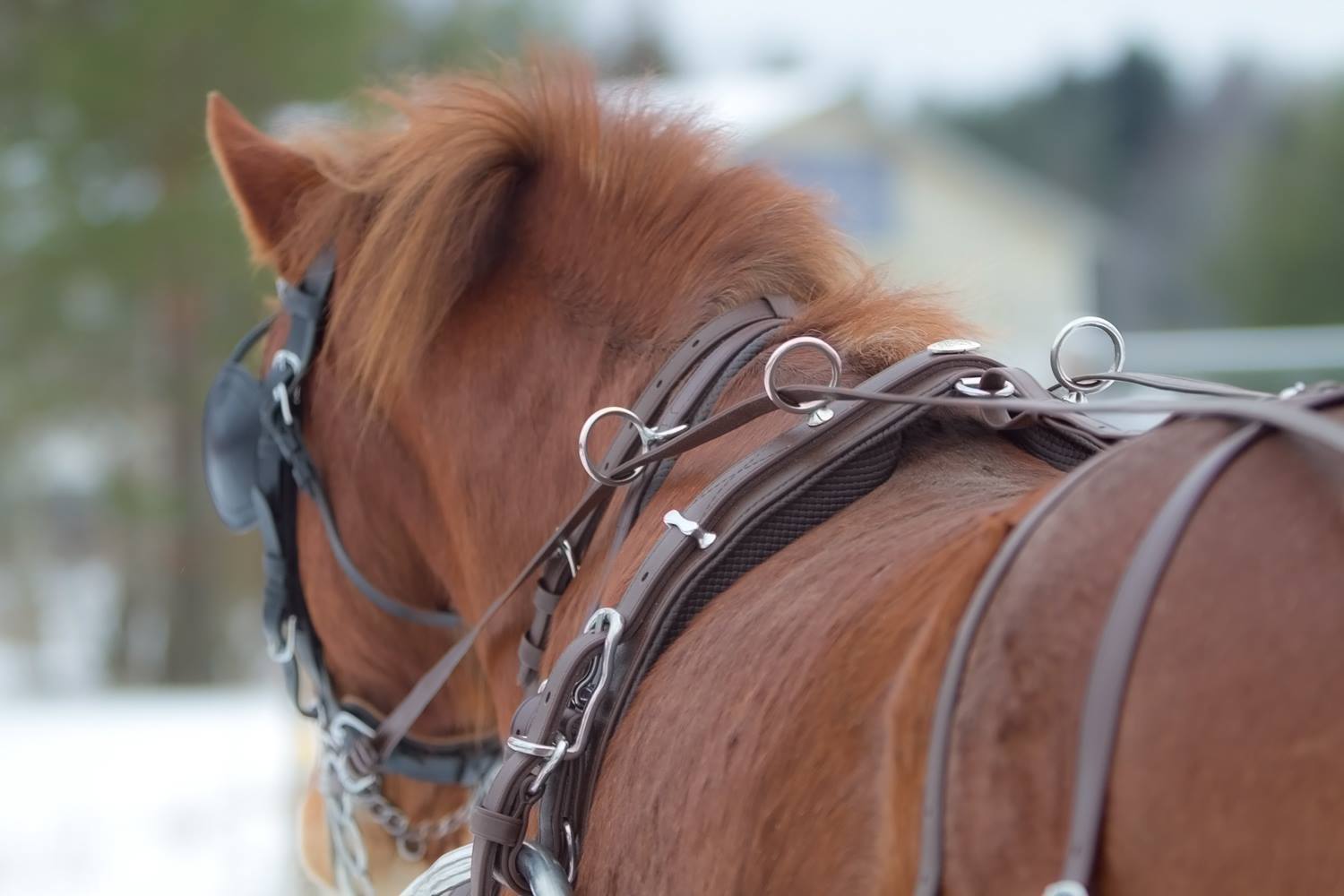 Riding, harness and equestrian equipment – Riding & Harness Stuff