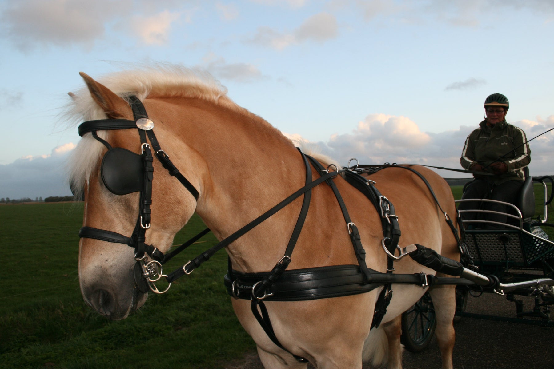 Riding, harness and equestrian equipment – Riding & Harness Stuff