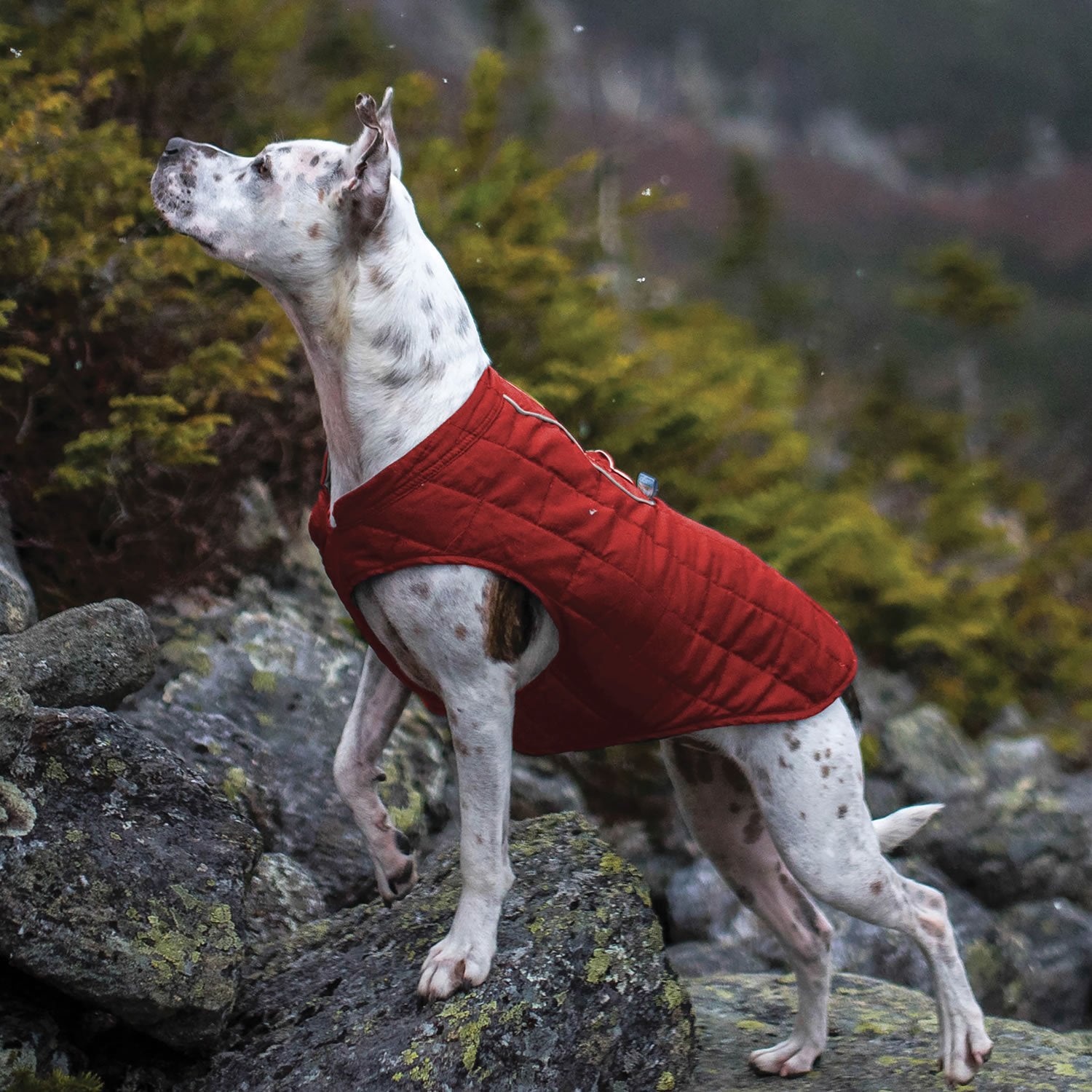 Kurgo Loft Jacket Dog Coat from Kurgo – Riding & Harness Stuff