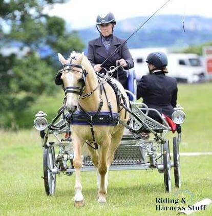 Zilco Classic Driving Harness – Riding & Harness Stuff