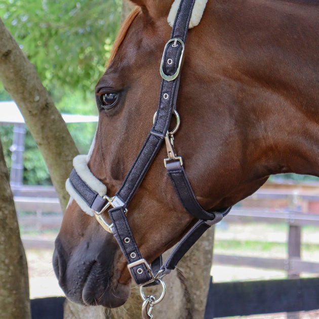 Dazzle Equestrian Halter from Zilco – Riding & Harness Stuff