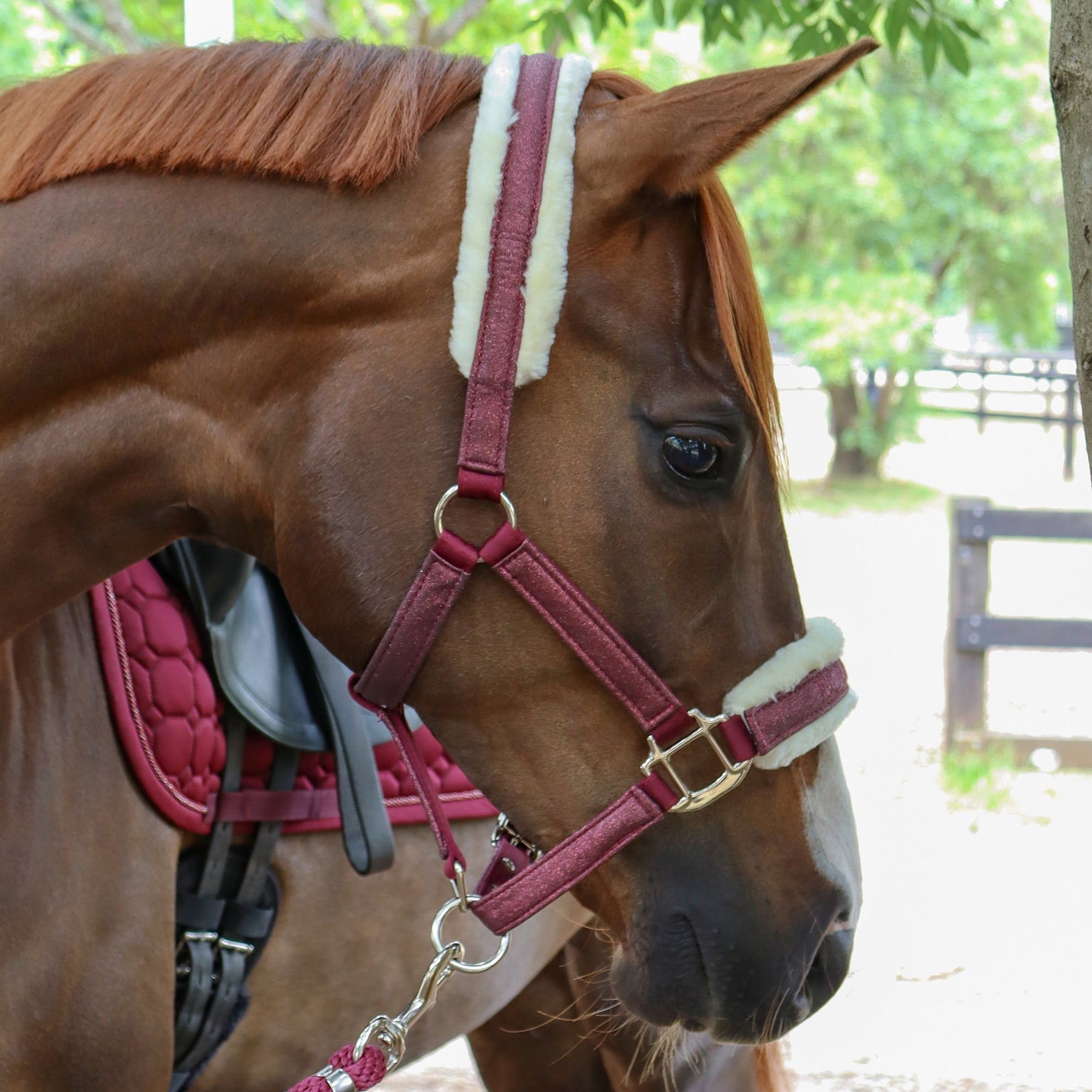 Dazzle Equestrian Halter from Zilco – Riding & Harness Stuff