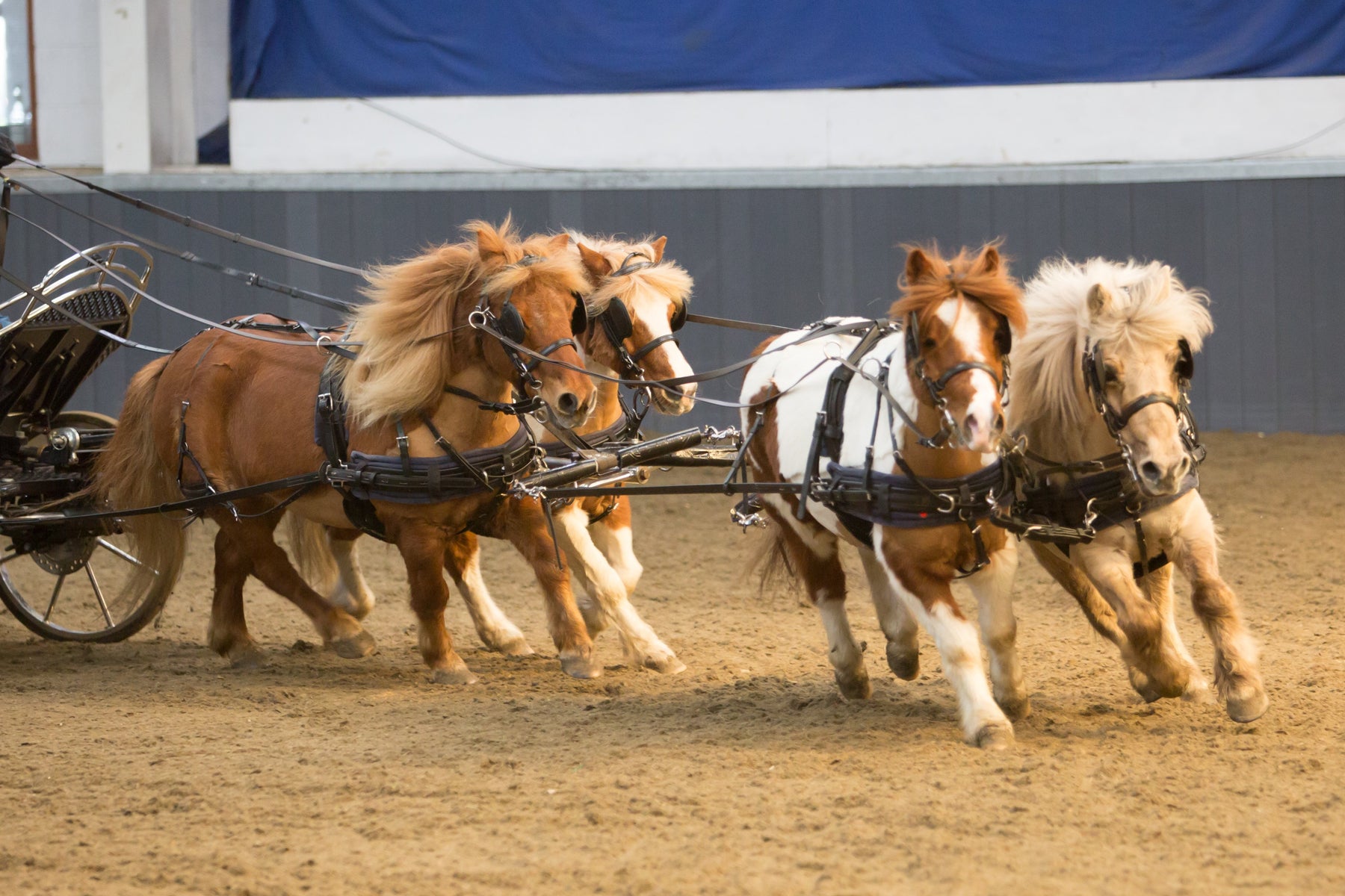 Zilco SL Team Driving Harness Mini, Shetland, Small Pony from Zilco ...