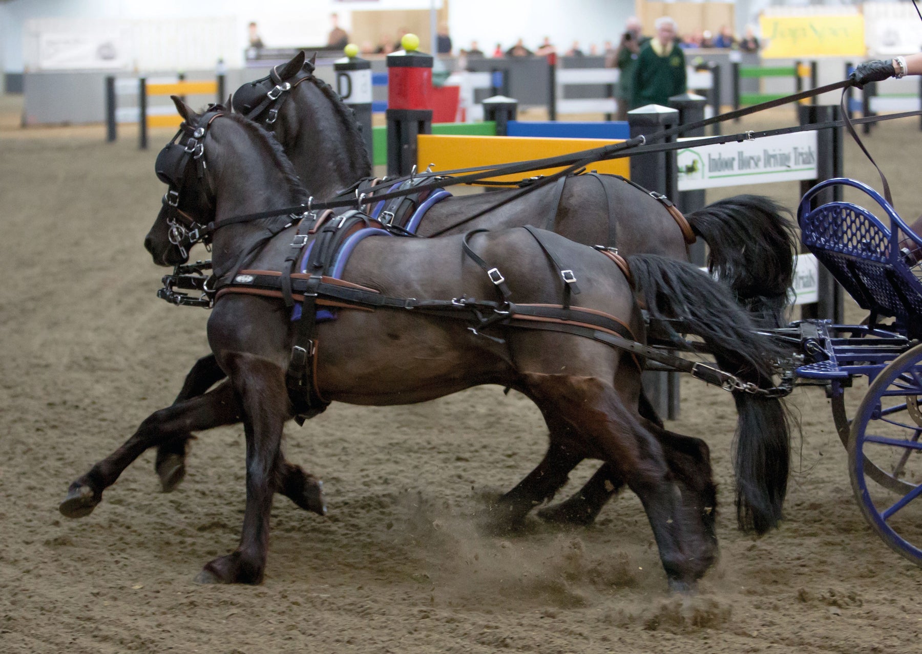 Zilco WebZ Driving Harness Pair from Zilco – Riding & Harness Stuff