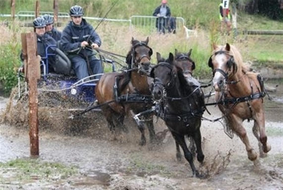 Zilco SL Team Driving Harness Mini, Shetland, Small Pony from Zilco ...