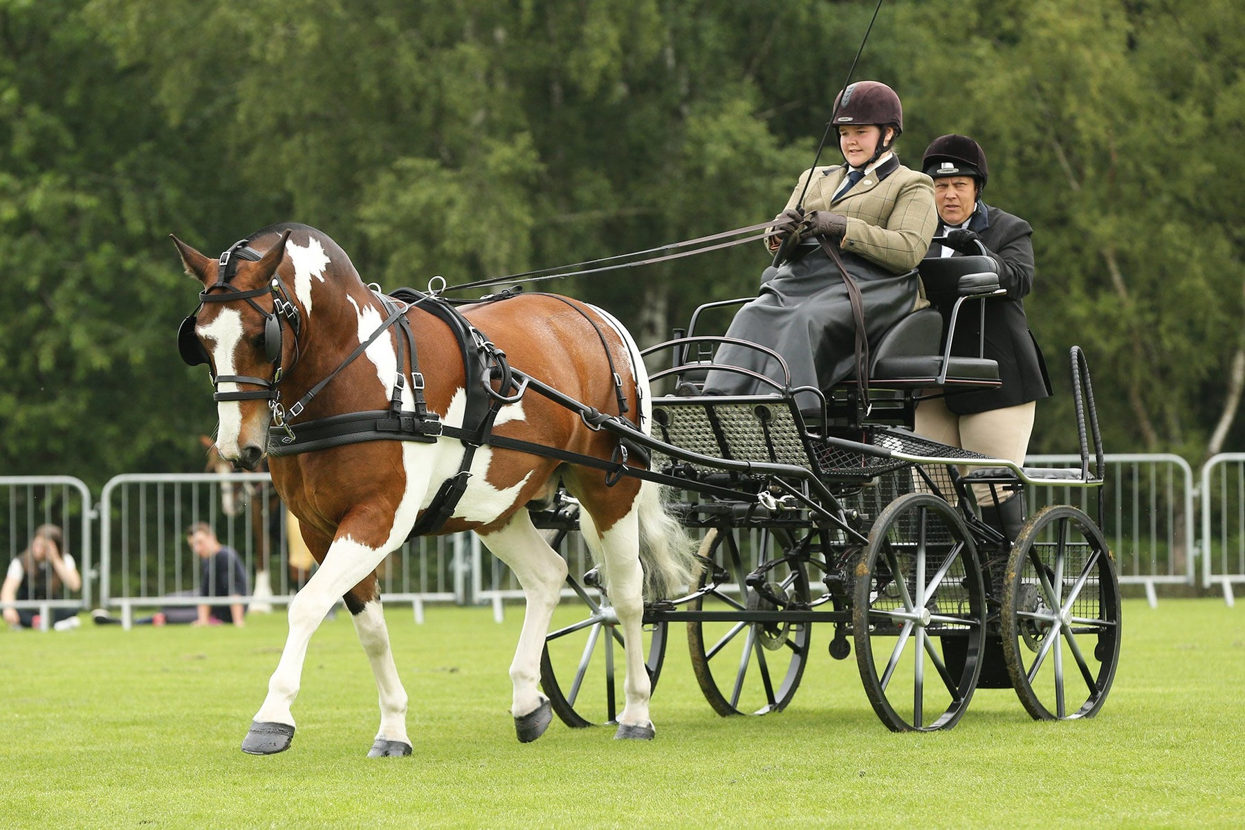 Driving Harness Sets – Riding & Harness Stuff