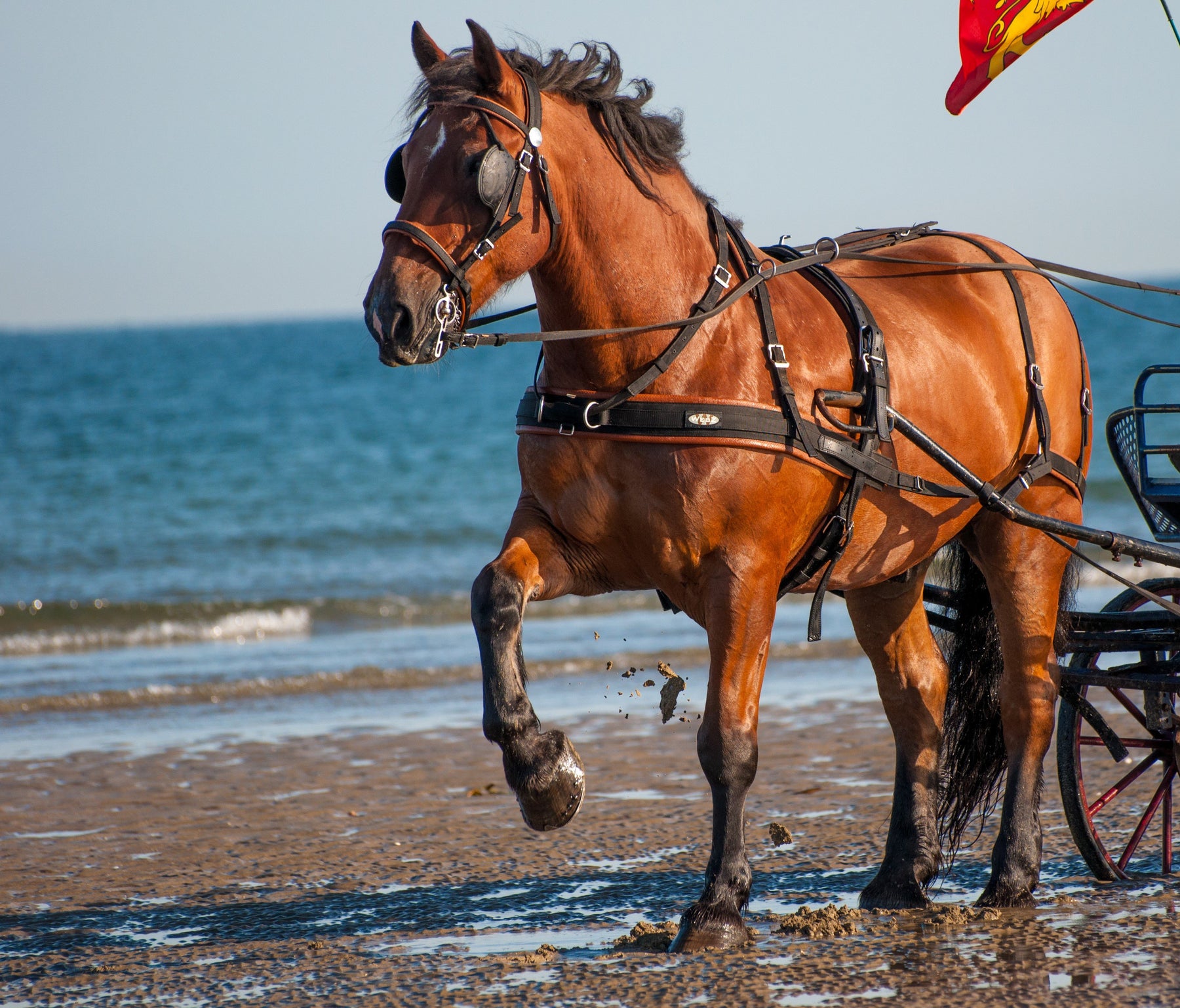 Zilco Driving Harness Sets – Riding & Harness Stuff