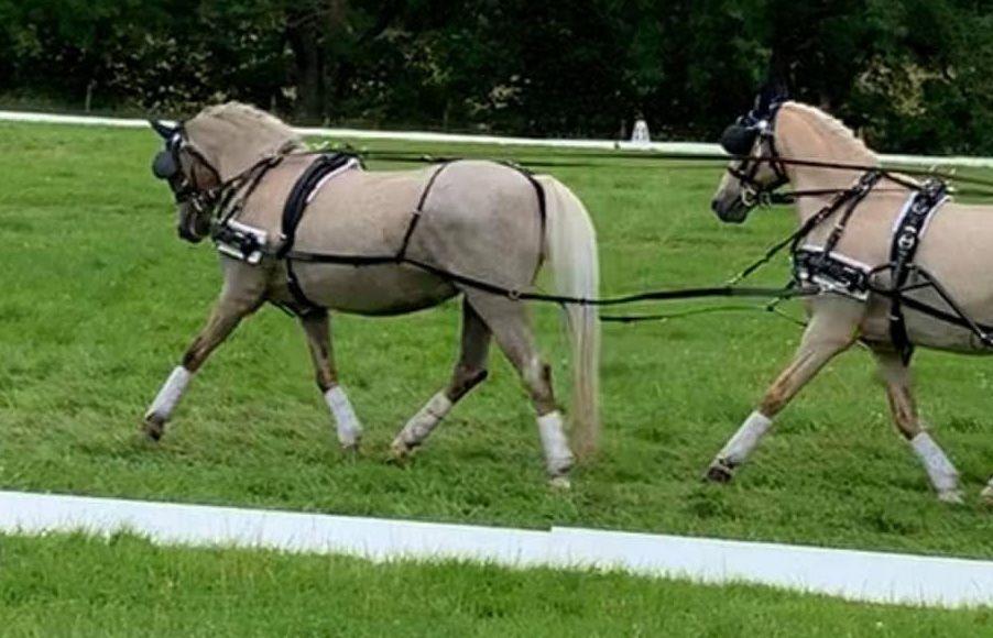 Zilco Classic Driving Harness – Riding & Harness Stuff