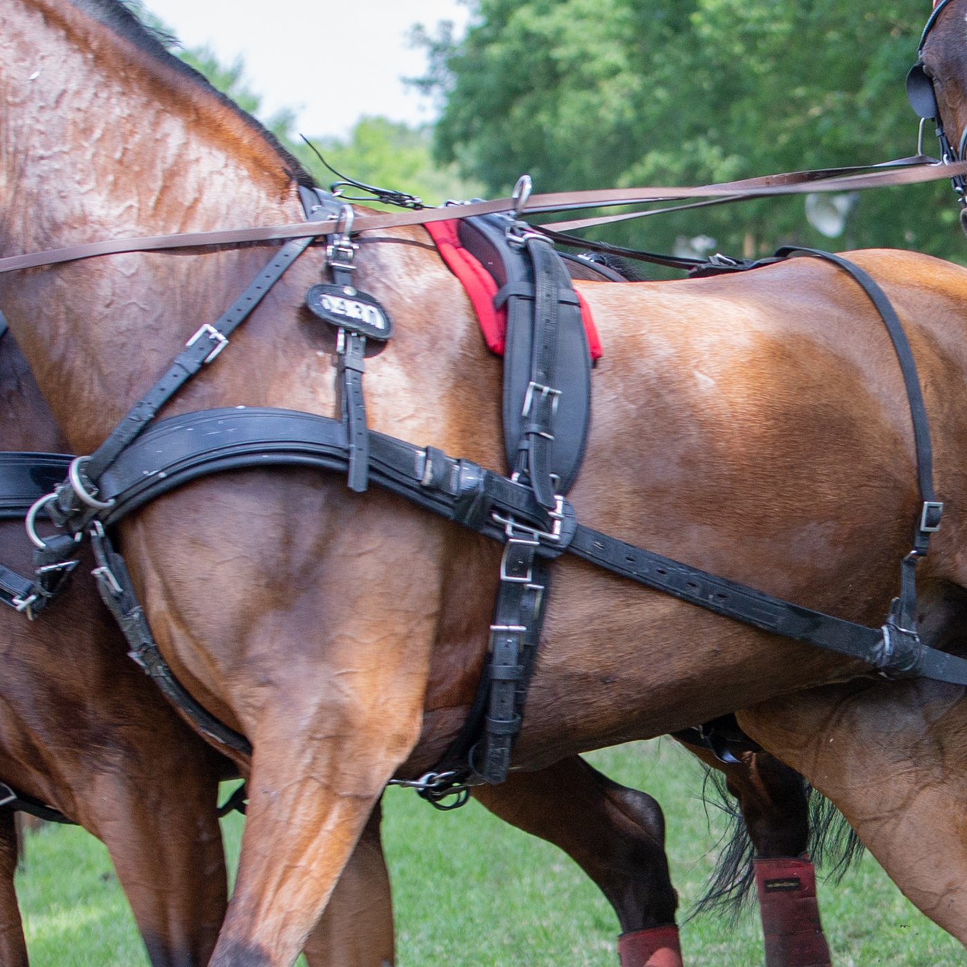 Zilco Elite Pair Harness from Zilco – Riding & Harness Stuff