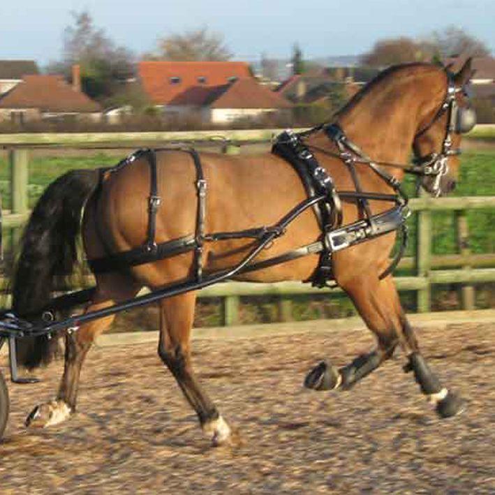 Zilco Elite Single Harness from Zilco – Riding & Harness Stuff