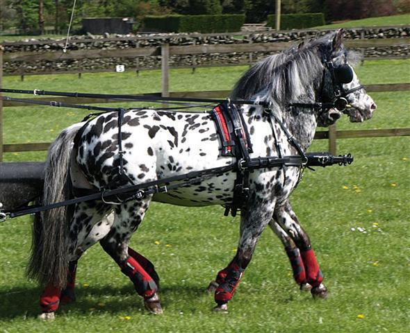 Zilco SL Pair Driving Harness Mini, Shetland and Small Pony from Zilco ...