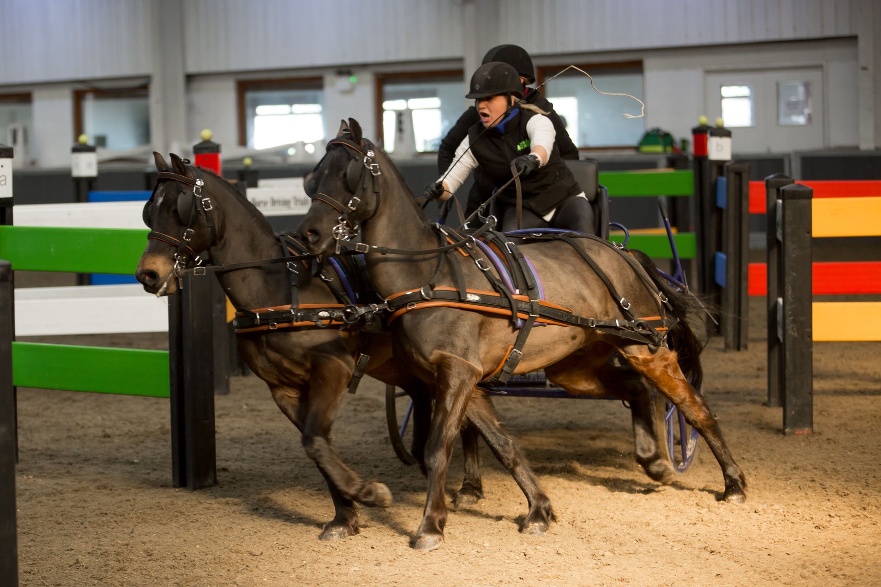 Zilco WebZ Driving Harness Pair from Zilco – Riding & Harness Stuff