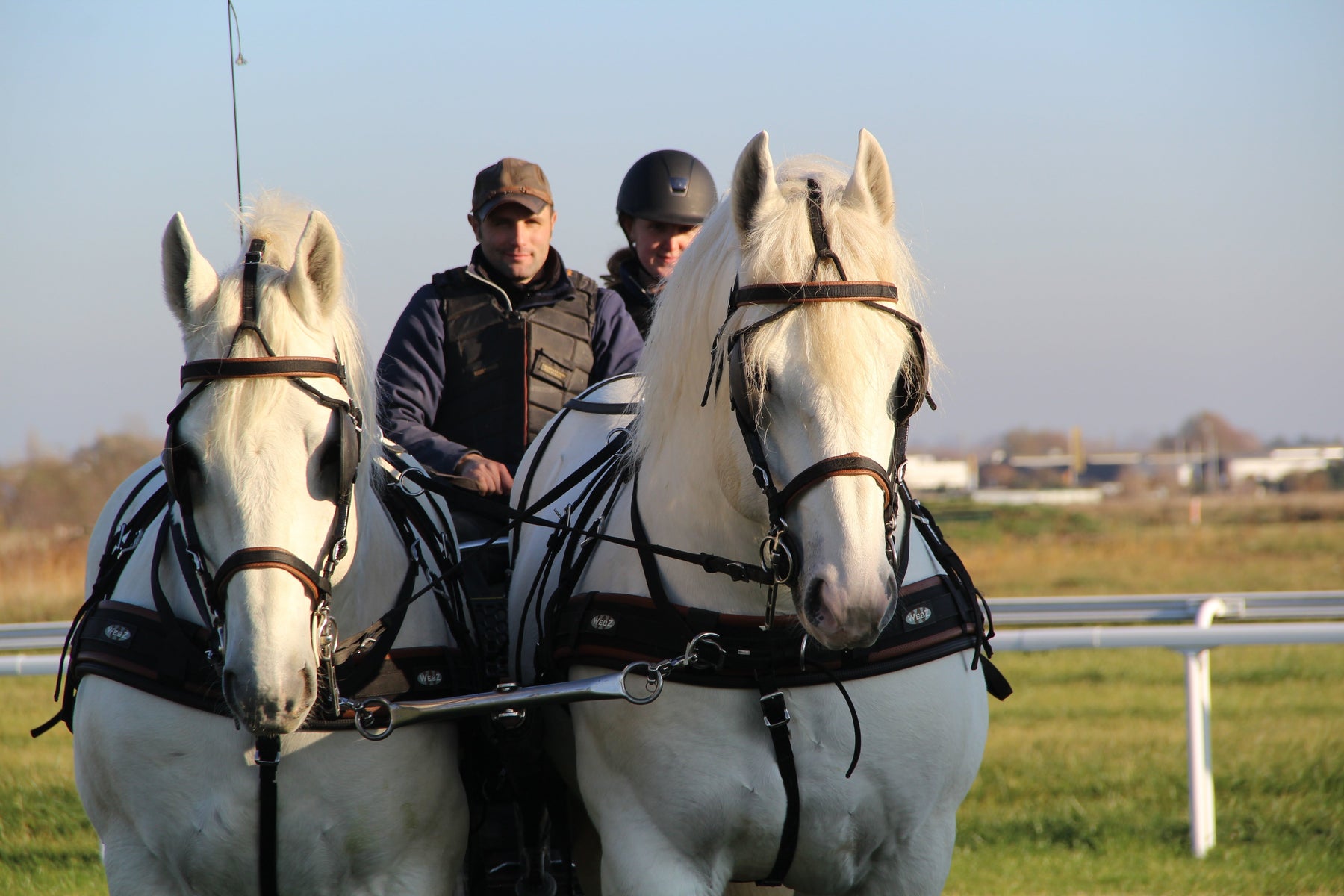 Zilco WebZ Driving Harness Pair from Zilco – Riding & Harness Stuff