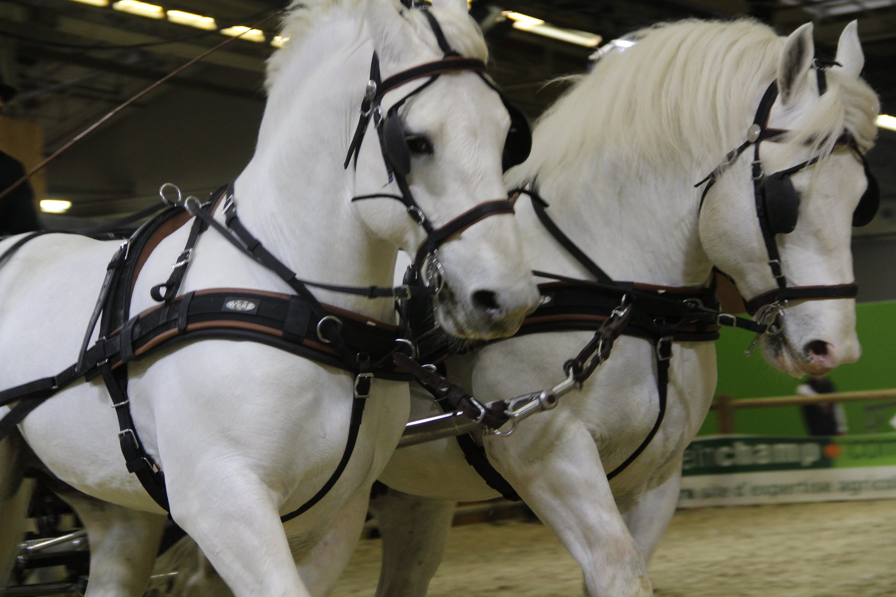 Zilco WebZ Driving Harness Pair from Zilco – Riding & Harness Stuff